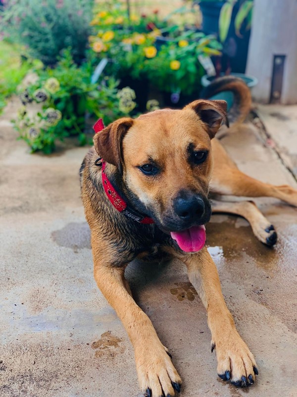 Adopt Brady from MAREEBA QLD | Adopt-A-Dog