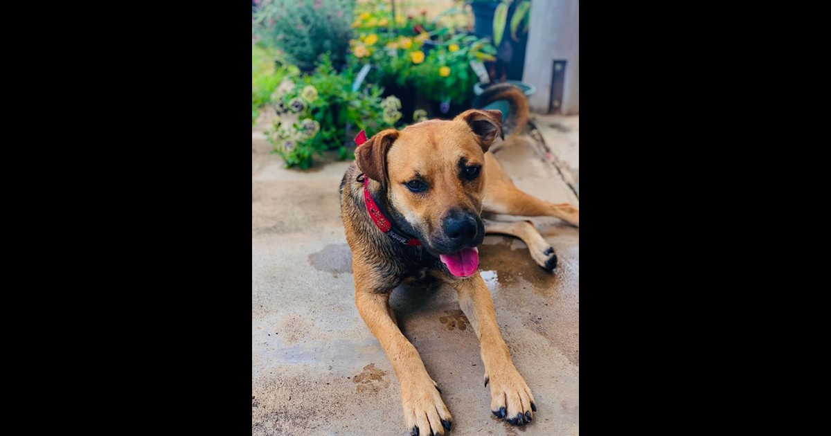 Adopt Brady from MAREEBA QLD | Adopt-A-Dog