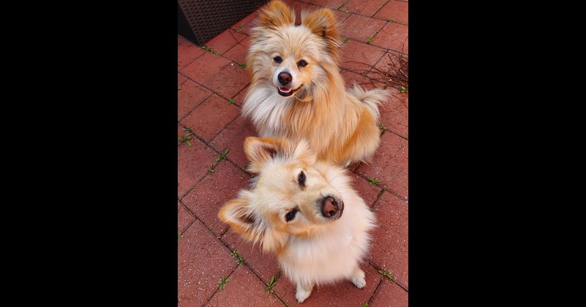 Adopt April from Perth WA | Adopt-A-Dog