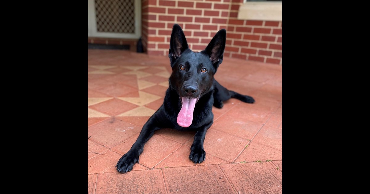 Adopt Kofi from Perth WA | Adopt-A-Dog