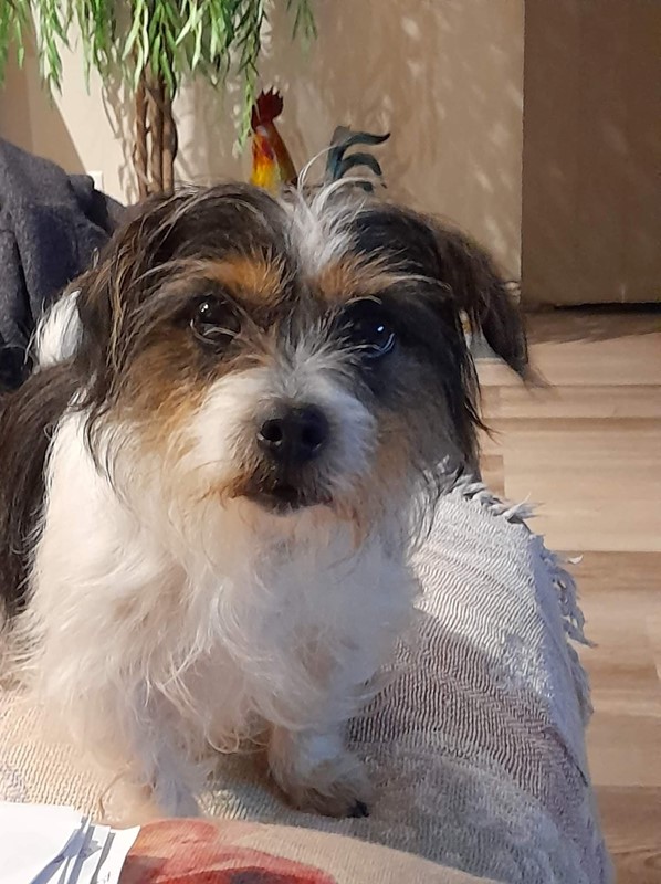 Adopt Doogie from Bendigo VIC | Adopt-A-Dog