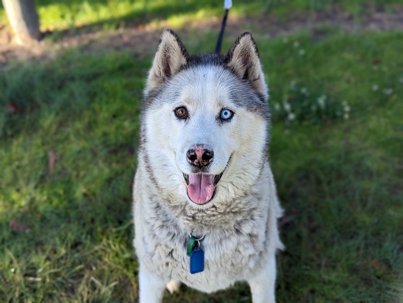 Adopt Malaki from Perth WA | Adopt-A-Dog