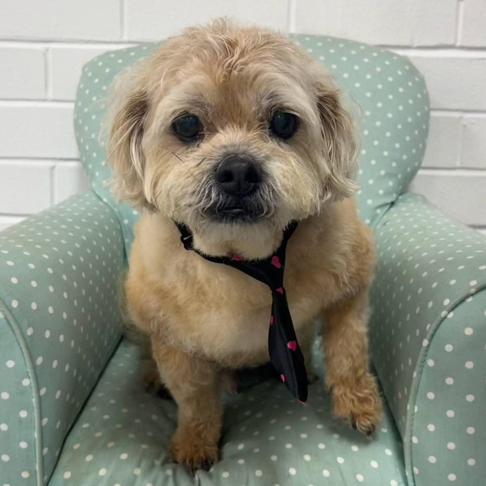 Adopt Puddles from Perth WA | Adopt-A-Dog