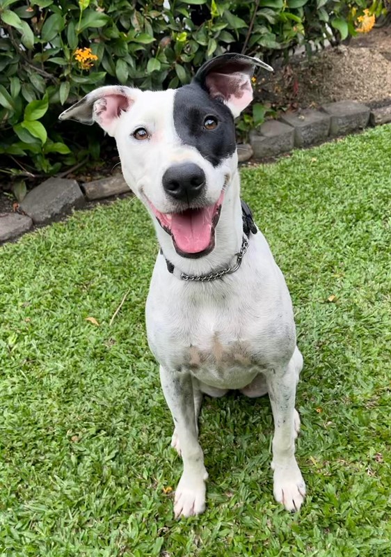 Adopt Roxy from Cairns QLD | Adopt-A-Dog