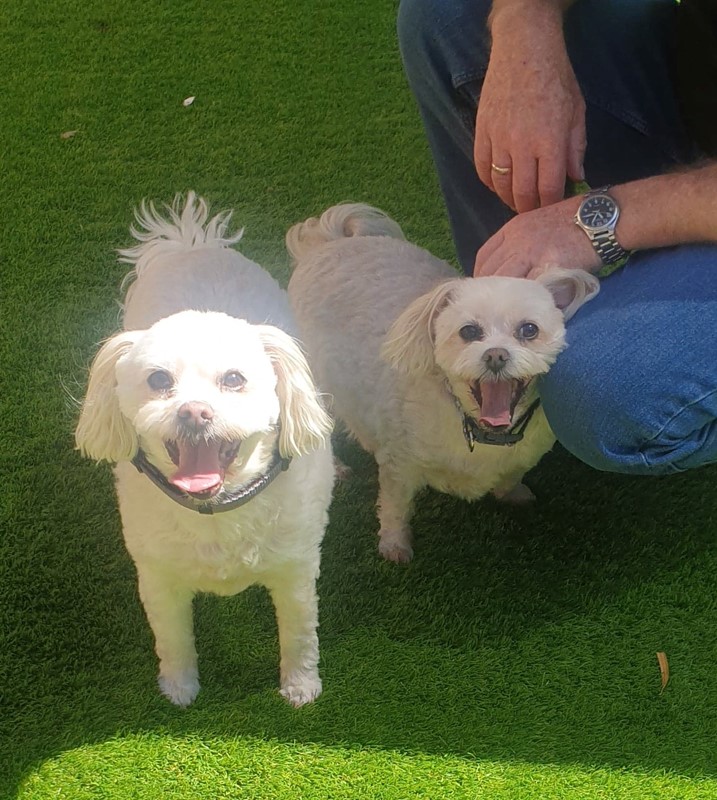 Adopt ROGER and SPENCER from Stirling North SA | Adopt-A-Dog