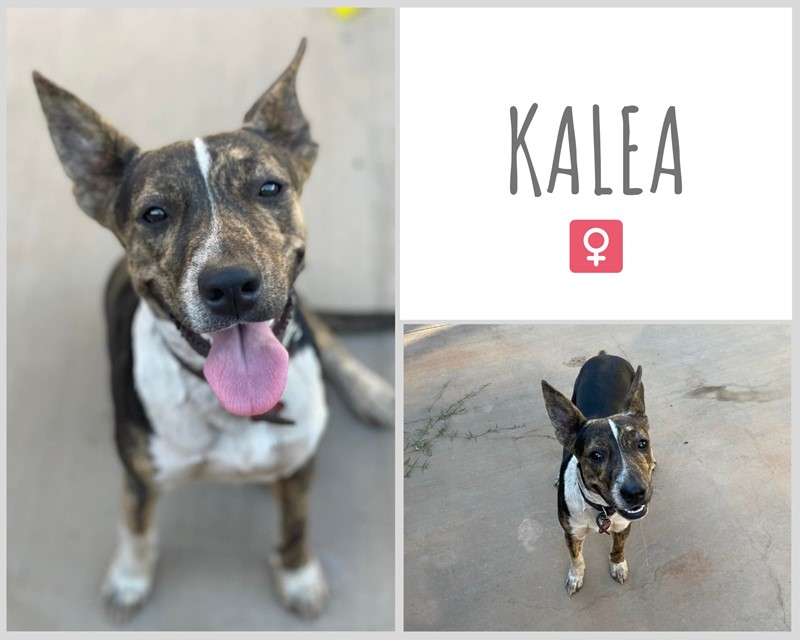 Adopt Kalea from Mount Isa QLD | Adopt-A-Dog