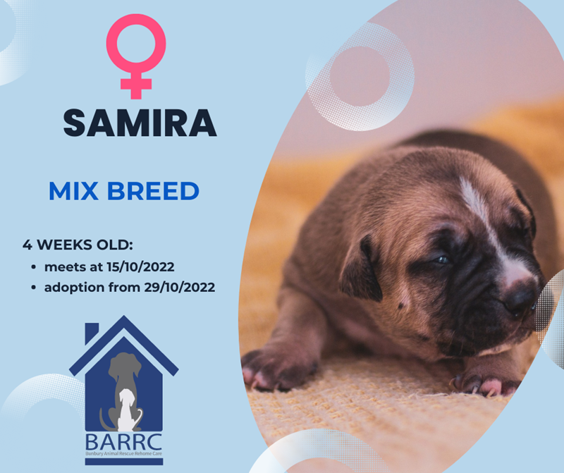 Adopt SAMIRA from Bunbury WA | Adopt-A-Dog