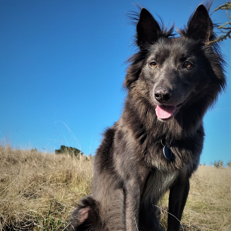 Adopt Sharkie from Launceston TAS | Adopt-A-Dog