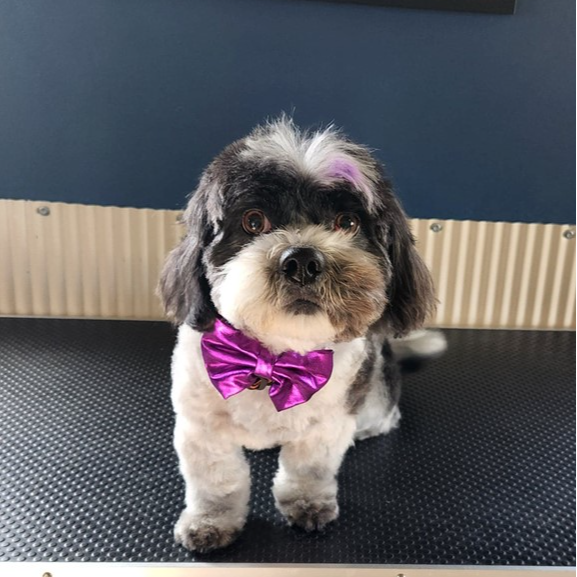 Adopt Stitch from Bendigo VIC | Adopt-A-Dog