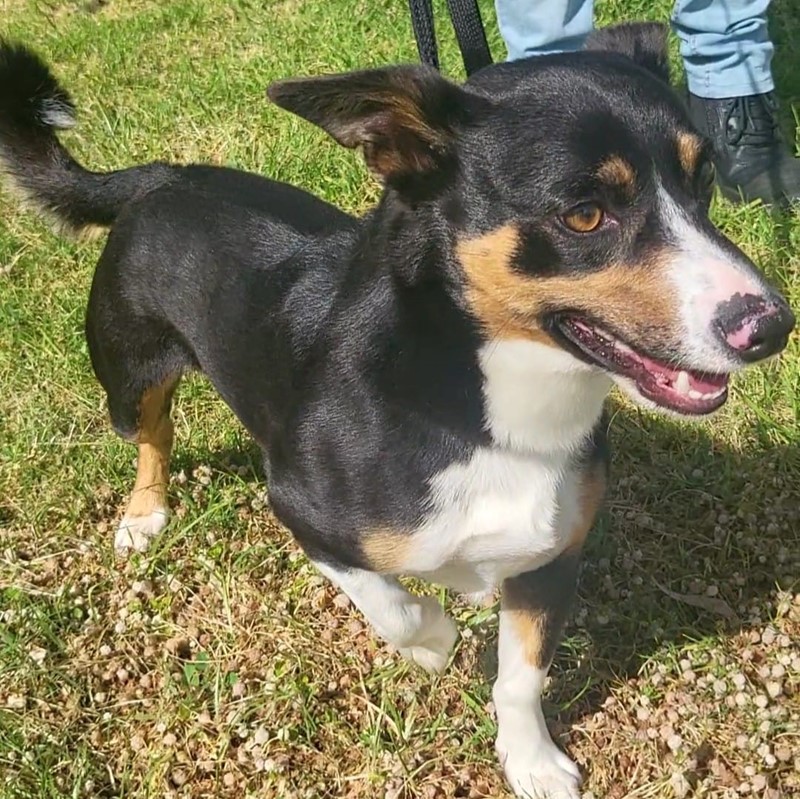 Adopt Reef from Perth WA | Adopt-A-Dog