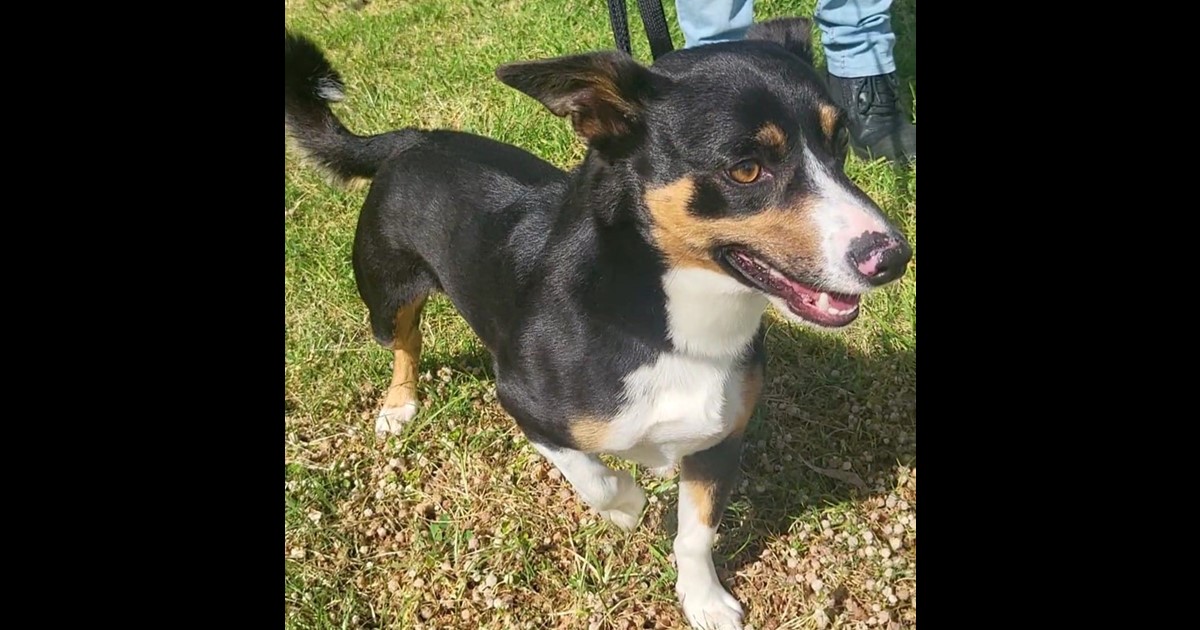 Adopt Reef from Perth WA | Adopt-A-Dog