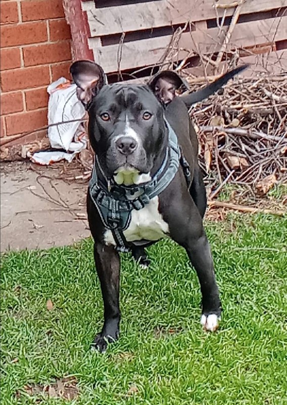 Adopt Ebony from Narre Warren VIC | Adopt-A-Dog