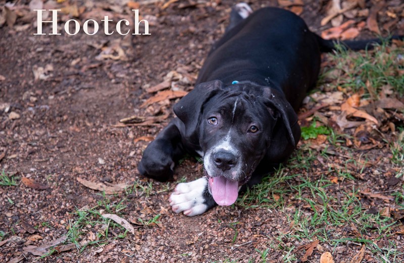 Adopt HOOTCH from BLUEWATER PARK QLD | Adopt-A-Dog