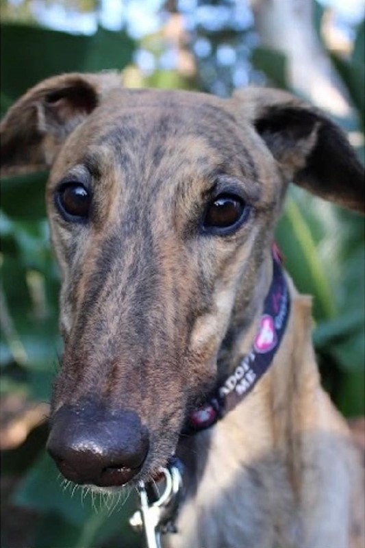 Adopt Betty from Brisbane QLD | Adopt-A-Dog