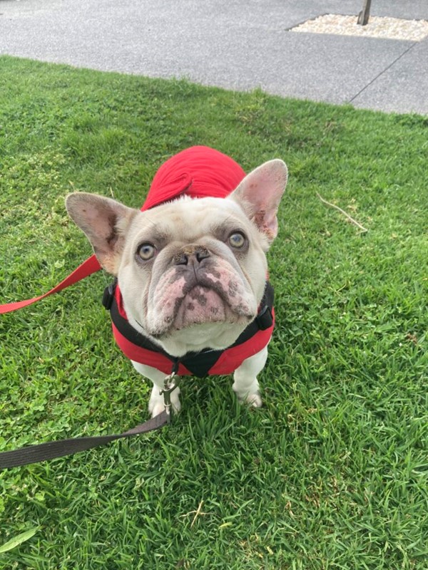 Adopt Checkers from KEYSBOROUGH VIC | Adopt-A-Dog