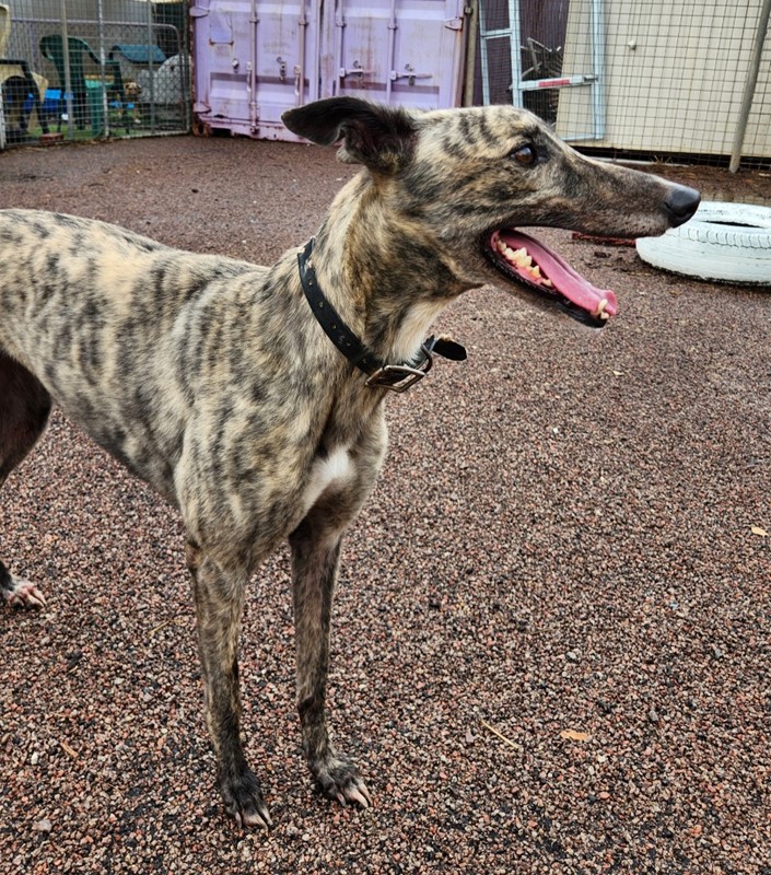 Adopt Steph from Stuart Park NT | Adopt-A-Dog