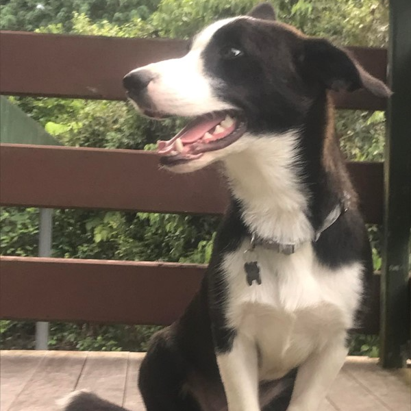 Adopt Bowie from MAREEBA QLD | Adopt-A-Dog