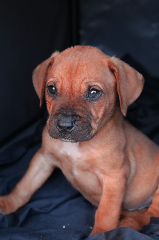 Adopt Finn ( American Staffy X Ridgeback mix) from Clarkson WA | Adopt ...