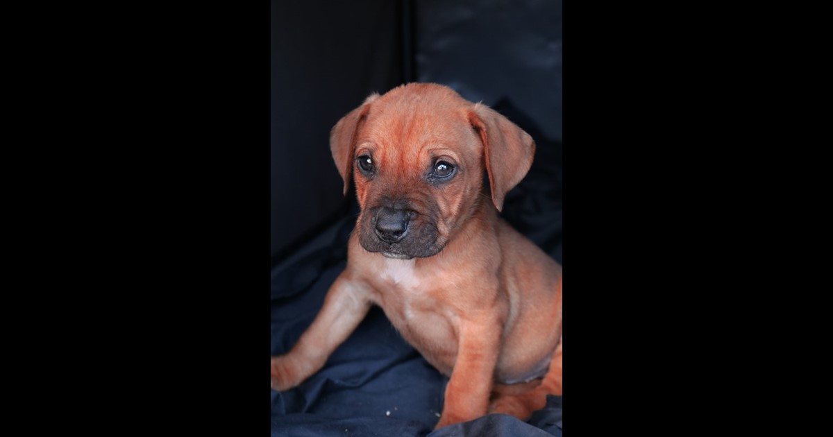 Adopt Finn ( American Staffy X Ridgeback mix) from Clarkson WA | Adopt ...
