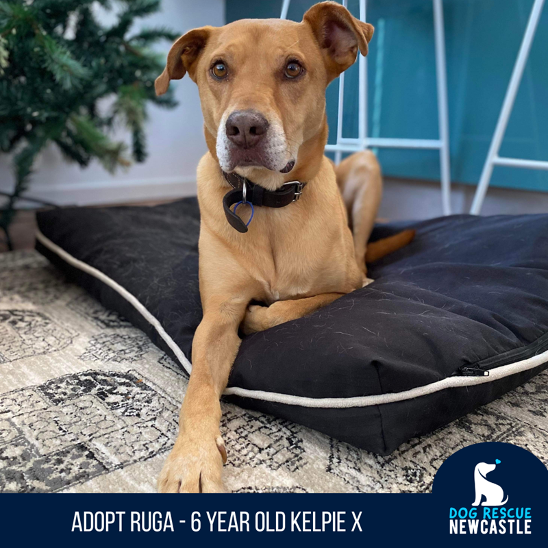 Adopt Ruga (On Trial) from Medowie NSW | Adopt-A-Dog