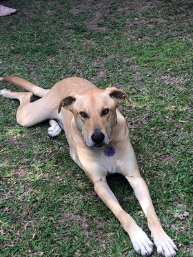 Adopt Kobe from MAREEBA QLD | Adopt-A-Dog