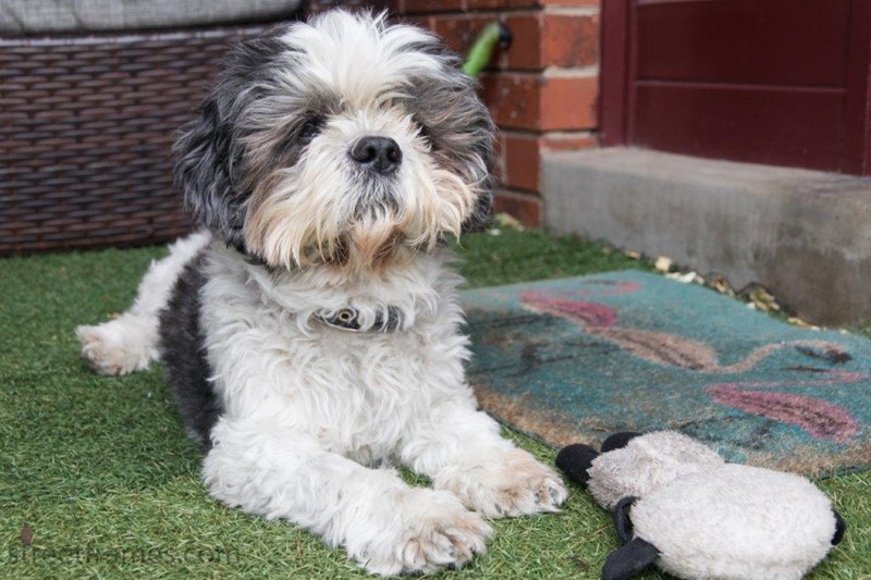Adopt Austin Hadley from Bentleigh East VIC | Adopt-A-Dog