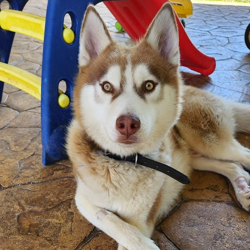 Adopt Chachi from Cairns QLD | Adopt-A-Dog