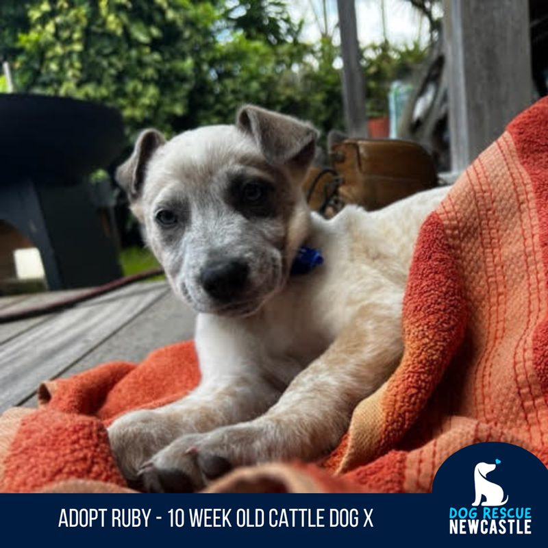 Adopt Ruby from Central Coast NSW | Adopt-A-Dog