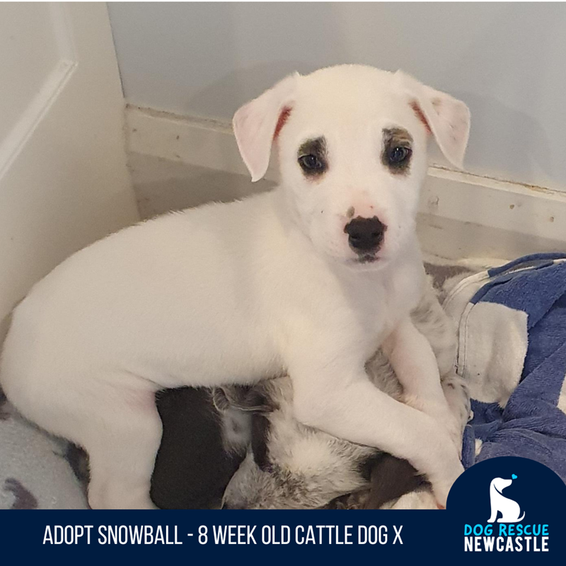 Adopt Snowball from Stroud NSW | Adopt-A-Dog