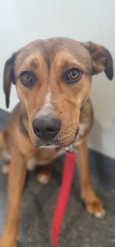 Adopt Jay Jay from SUNSHINE NORTH VIC | Adopt-A-Dog