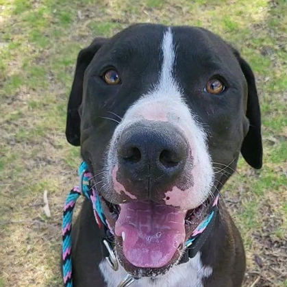 Adopt Jax from Perth WA | Adopt-A-Dog