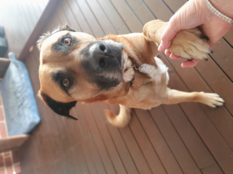 Adopt Duddy from Perth WA | Adopt-A-Dog