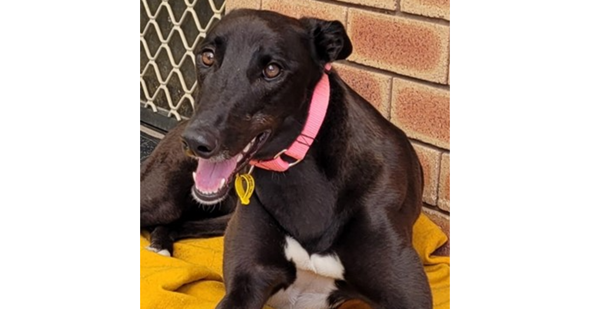 Adopt Evee from Perth WA | Adopt-A-Dog