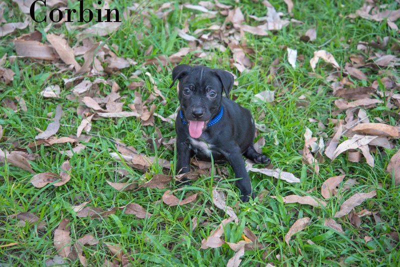 Adopt CORBIN from Townsville QLD | Adopt-A-Dog