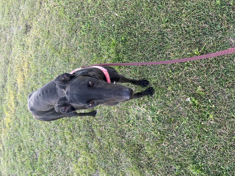 Adopt Iris from Brisbane QLD | Adopt-A-Dog