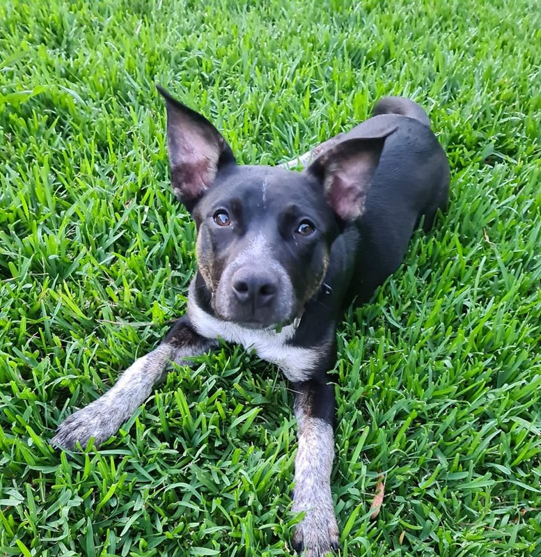 Adopt Brie - Cheese litter from Brisbane QLD | Adopt-A-Dog