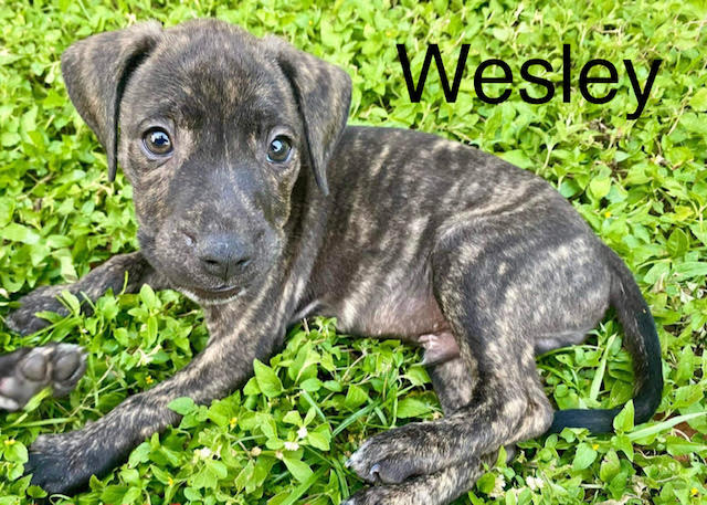 Adopt Wesley from Townsville QLD | Adopt-A-Dog