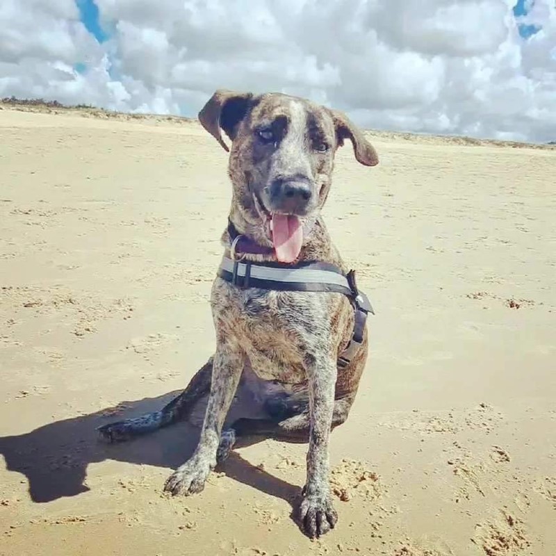 Adopt Floss from Bli Bli QLD | Adopt-A-Dog