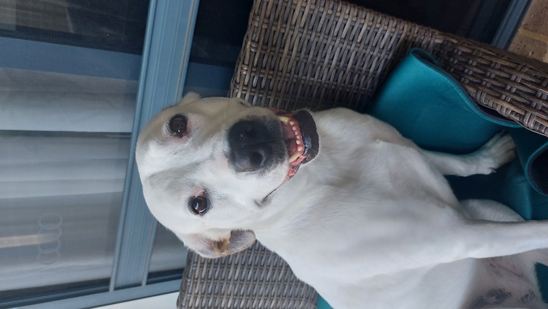 Adopt Fig from Perth WA | Adopt-A-Dog