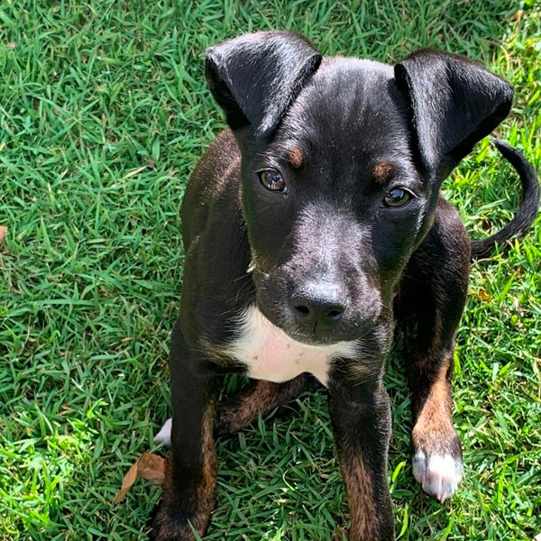 Adopt Betty from Chambers Flat QLD | Adopt-A-Dog