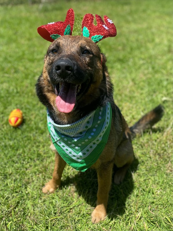 Adopt Toot from Fulham VIC | Adopt-A-Dog