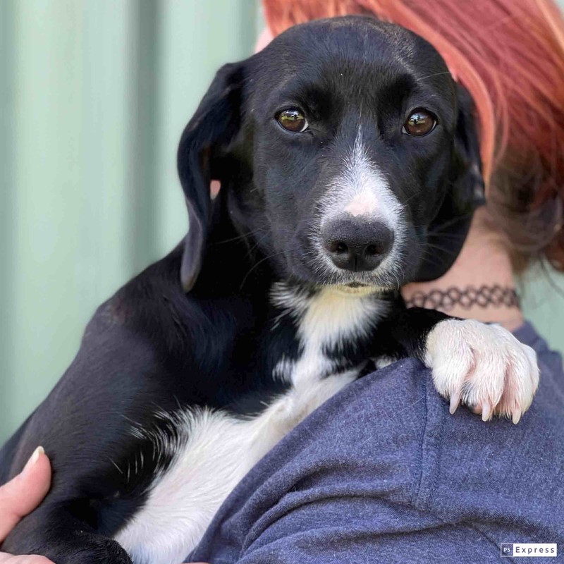 Adopt Kath from Warwick QLD | Adopt-A-Dog