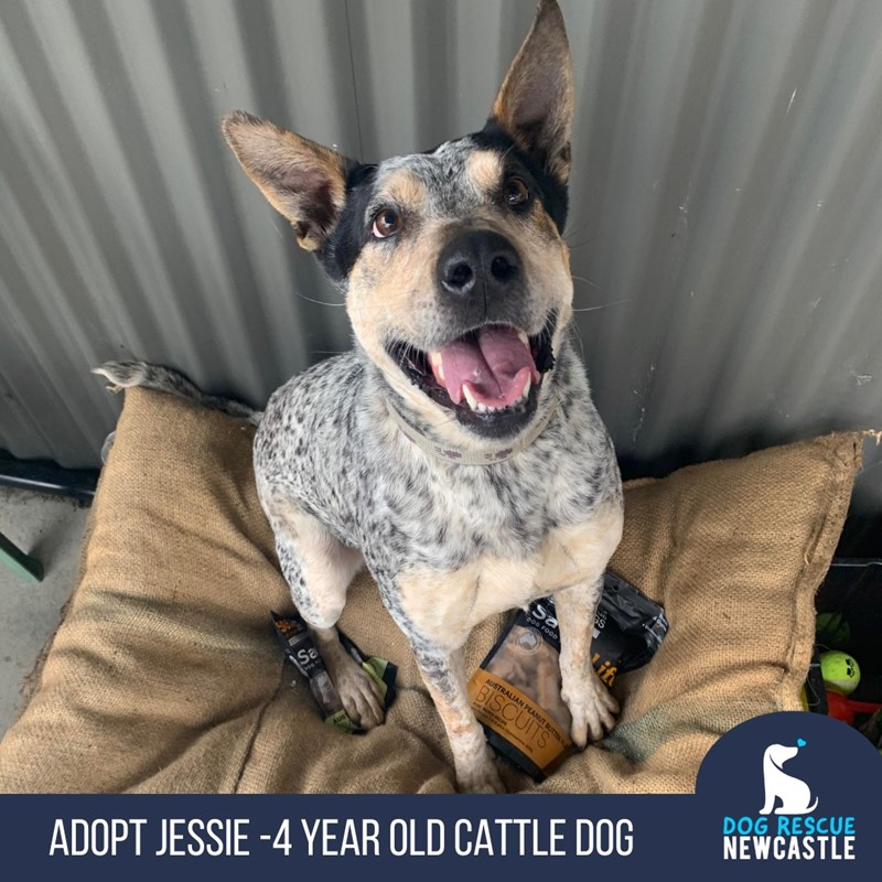 Adopt Jessie ( On Trial) from Swansea NSW | Adopt-A-Dog