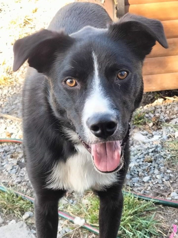 Adopt RAPH from Launceston TAS | Adopt-A-Dog