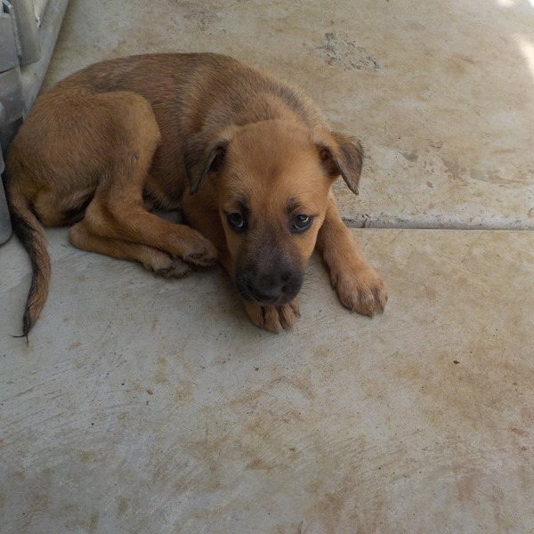 Adopt Carly from MAREEBA QLD | Adopt-A-Dog