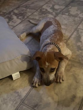 Adopt Rider from MAREEBA QLD | Adopt-A-Dog