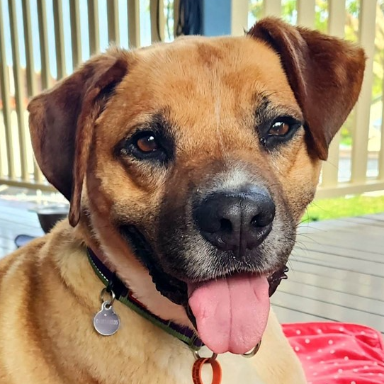 Adopt JB from Brisbane QLD | Adopt-A-Dog