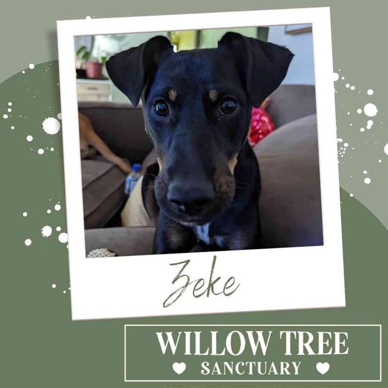 Adopt Zeke from Northern Rivers NSW | Adopt-A-Dog