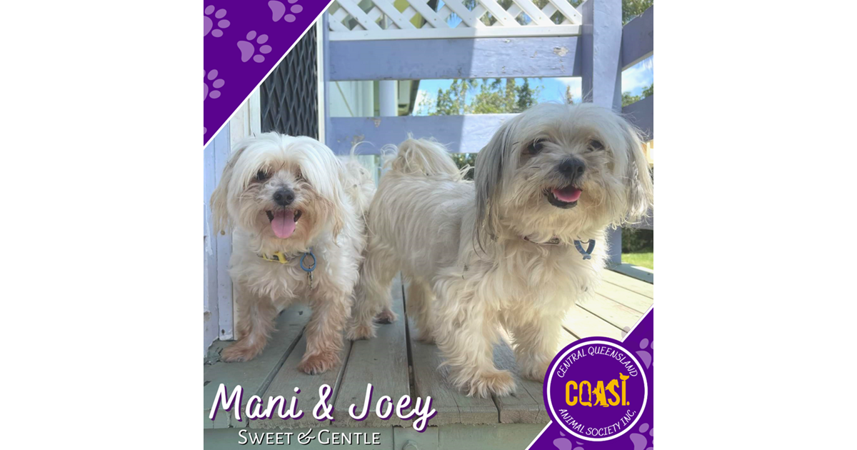 Adopt Mani from Rockhampton QLD | Adopt-A-Dog
