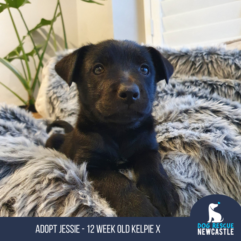 Adopt Jessie (On Trial) from Salamander Bay NSW | Adopt-A-Dog